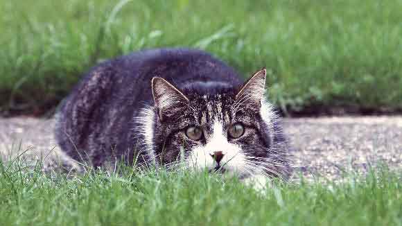 Learn to Understand Your Cat | PetCareRx Learn to Understand Your Cat | PetCareRx
