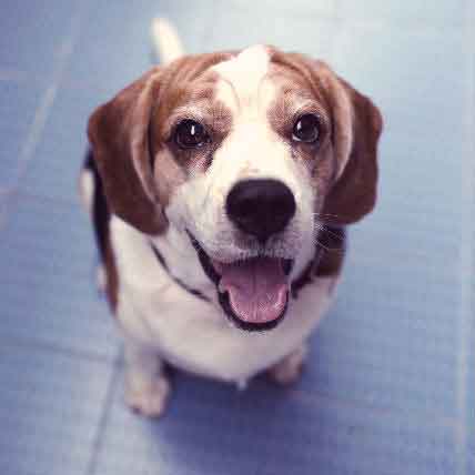 Dog Travel & Lifestyle - Love Life With Your Dog, At Home and About ...