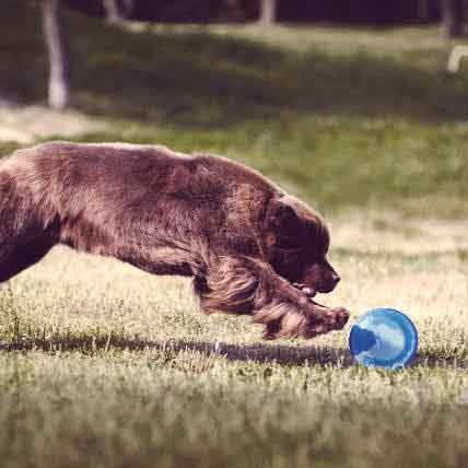 Top 9 Tricks to Teach Your Dog Now | PetCareRx