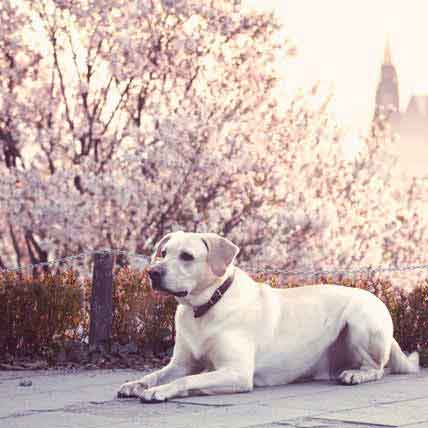 The Best City Dog Breeds - PetCareRx