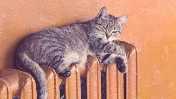 High Blood Pressure In Cats What To Do About It PetCareRx