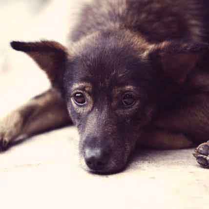 All About Sleeping Dogs | PetCareRx