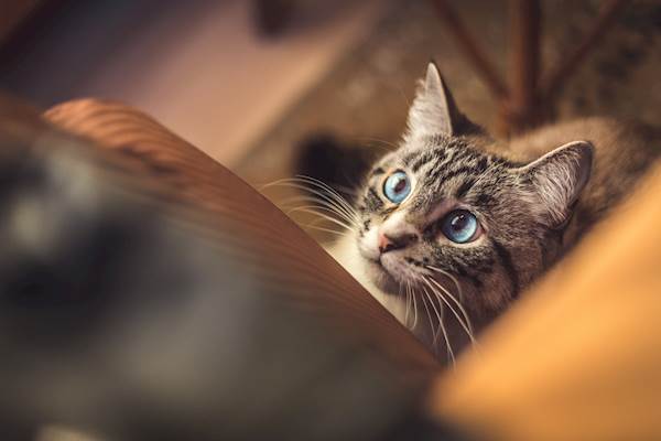 Causes Of Feline Aortic Thromboembolism (FATE) | PetCareRx