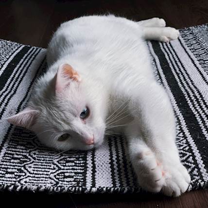 5 Reasons Why There's Blood in Your Cat's Urine | PetCareRx