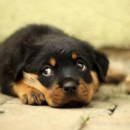 Perianal Fistula in Dogs: Causes, Symptoms, Diagnosis, and Treatment ...