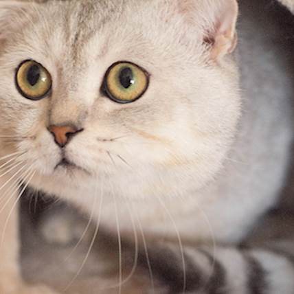 Fever of Unknown Origin in Cats | PetCareRx