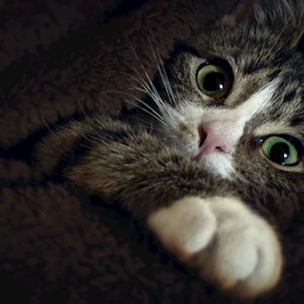 Rhinitis and Sinusitis in Cats | PetCareRx