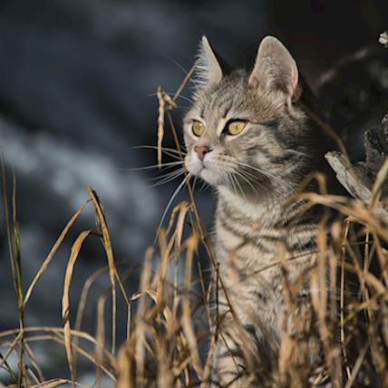 Manx Syndrome in Cats: A Detailed Guide | PetCareRx