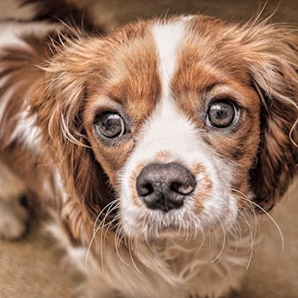 Esophageal Tumors in Dogs: A Closer Look | PetCareRx