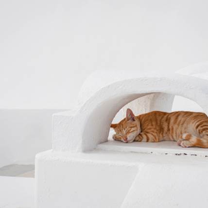 Visceral Vascular Tumors in Cats: Causes, Symptoms, and Treatment ...