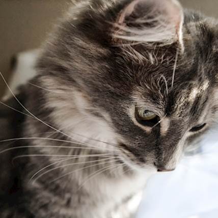 Panhypopituitarism in Cats: Causes, Symptoms, and Treatment | PetCareRx