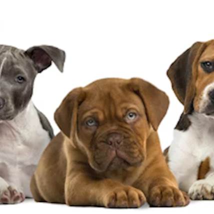 Choosing the Right Dog for You | PetCareRx