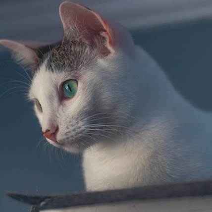 Tuberculosis in Cats: Causes, Symptoms, and Treatment | PetCareRx