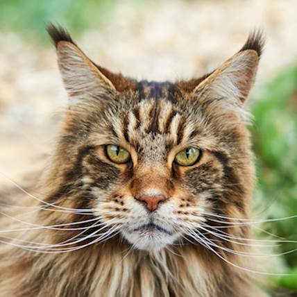 The Ultimate Guide to Maine Coon Cat Nutrition | PetCareRx