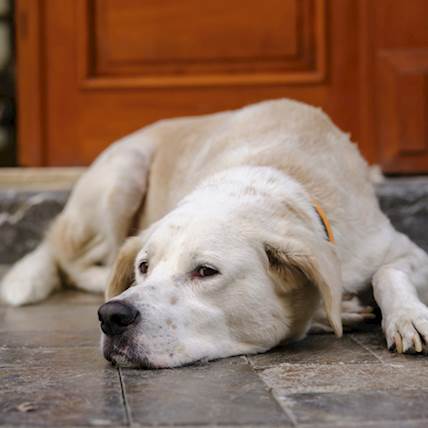 Acute Respiratory Distress Syndrome (ARDS) in Dogs | PetCareRx