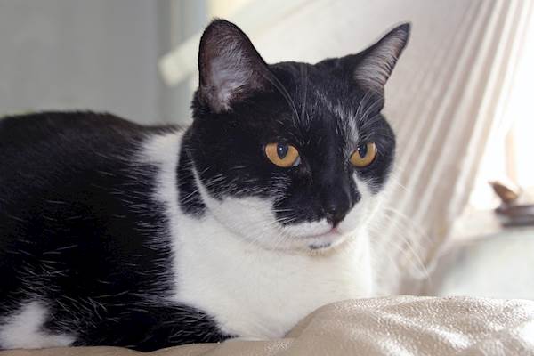 Osteosarcoma in Cats: A Quick Guide | PetCareRx