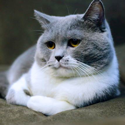 Feline Skin Fragility Syndrome | PetCareRx