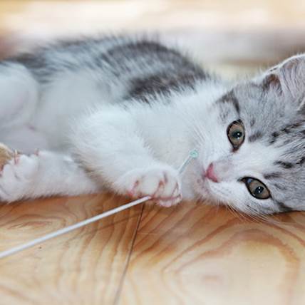 Vacuolar Hepatopathy in Cats: A Closer Look | PetCareRx