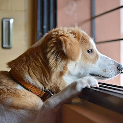 Lupoid Onychodystrophy in Dogs: A Detailed Guide | PetCareRx