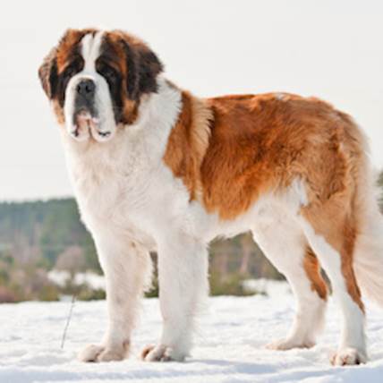 5 Breeds of Big Dogs That Will Melt Your Heart! | PetCareRx