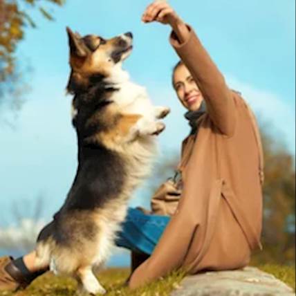 Interceptor Plus Heartworm Prevention for Dogs - PetCareRx