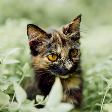 Entropion in Cats: How Common Is It? | PetCareRx