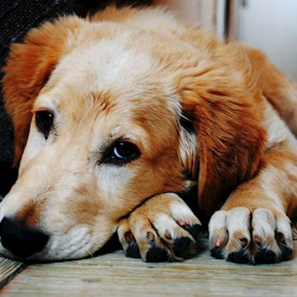 Pleural Effusion in Dogs: A Closer Look | PetCareRx
