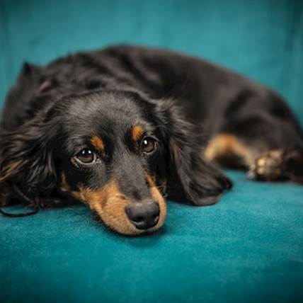 Esophageal Strictures in Dogs: Causes, Symptoms, and Treatment | PetCareRx
