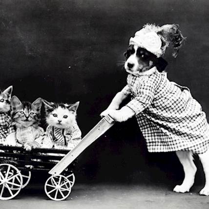 Can Dogs Smell Dab Carts