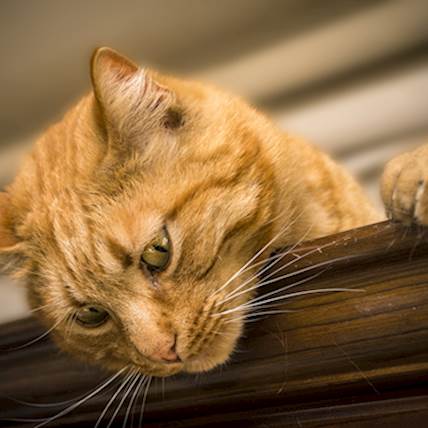 Inflammation of the Esophagus (Esophagitis) in Cats | PetCareRx