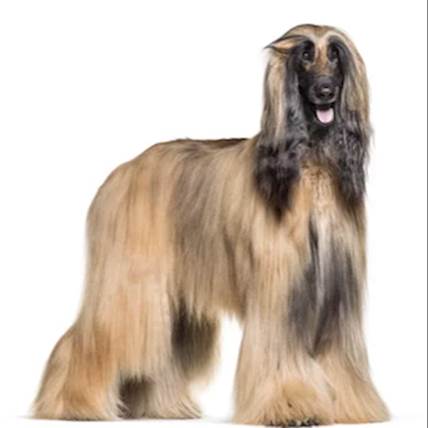 Luxurious Long Haired Dog's | PetCareRx