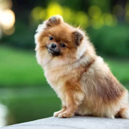 These 5 Small Breeds of Dogs May Be Tiny but They Sure Are Mighty ...