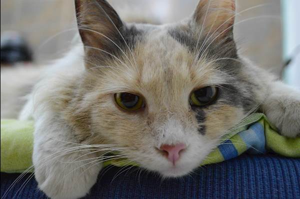 Synovial Sarcoma (Joint Cancer) in Cats | PetCareRx