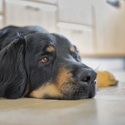 Elbow Hygromas in Dogs: A Detailed Guide | PetCareRx
