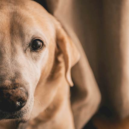 Intervertebral Disc Disease in Dogs: A Closer Look | PetCareRx