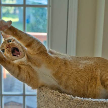 Intestinal Blockages in Cats: Causes, Symptoms, and Treatment | PetCareRx