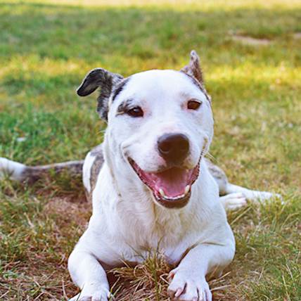 Nutritional Strategies for Supporting Healthy Joints in Dogs | PetCareRx