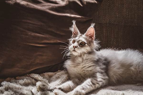 Cherry Eye in Cats: Causes, Risks, and Treatment | PetCareRx