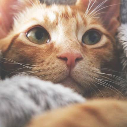 Nose Bleed in Cats: Causes, Diagnosis, and Treatment | PetCareRx