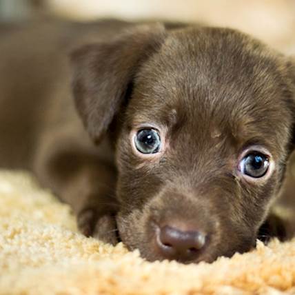 Dermatophilosis in Dogs: Causes, Symptoms, and Treatment | PetCareRx