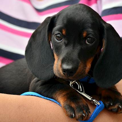 Lockjaw in Dogs: Causes, Diagnosis, and Treatment | PetCareRx