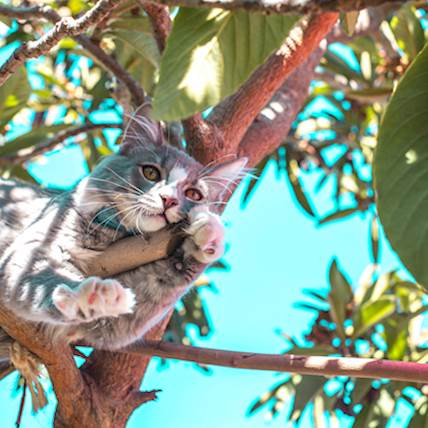 Anorexia in Cats: Is It a Real Thing? | PetCareRx