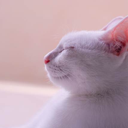 Top Tips for Cat Ear Care and Best Practices in Ear Cleaning | PetCareRx