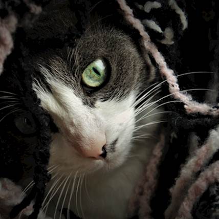 What to Do If a Lizard Bites Your Cat? | PetCareRx