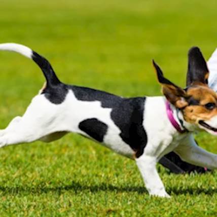 The Four-Legged Advantage | PetCareRx