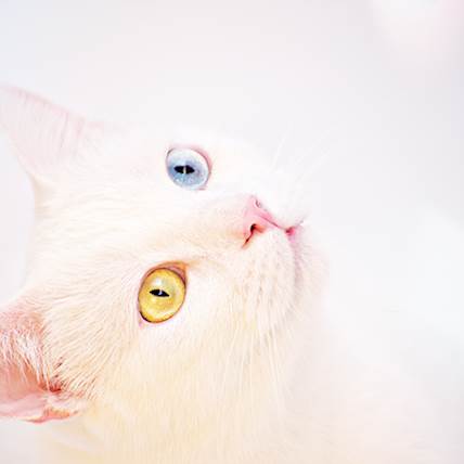 Feline Corneal Ulcers: A Detailed Guide | PetCareRx