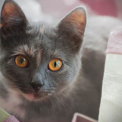 Progressive Retinal Atrophy in Cats | PetCareRx