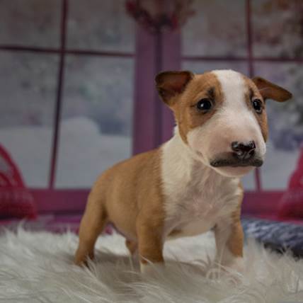 Hepatic Lipidosis (Fatty Liver) in Dogs | PetCareRx