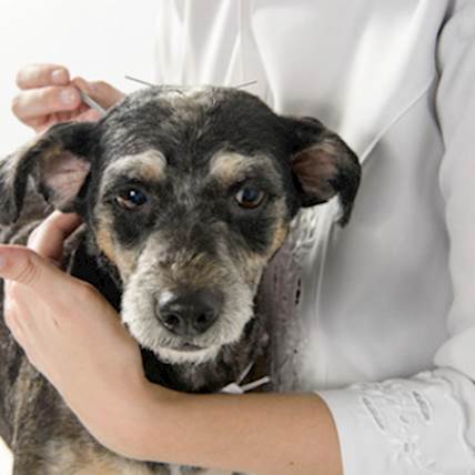Acupuncture for Dogs: A Comprehensive Guide | PetCareRx