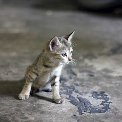 Cat Epilepsy & Neural Health - A Primer on How Your Cat's Brain Works ...